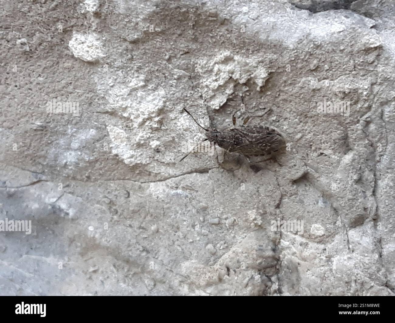True Bugs (Heteroptera Stock Photo - Alamy