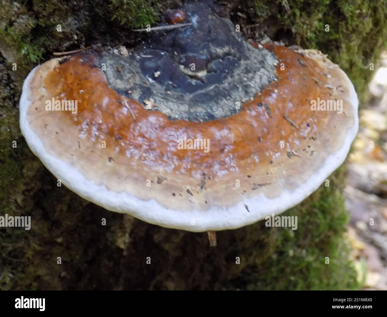 Red-banded Polypore (Fomitopsis pinicola Stock Photo - Alamy