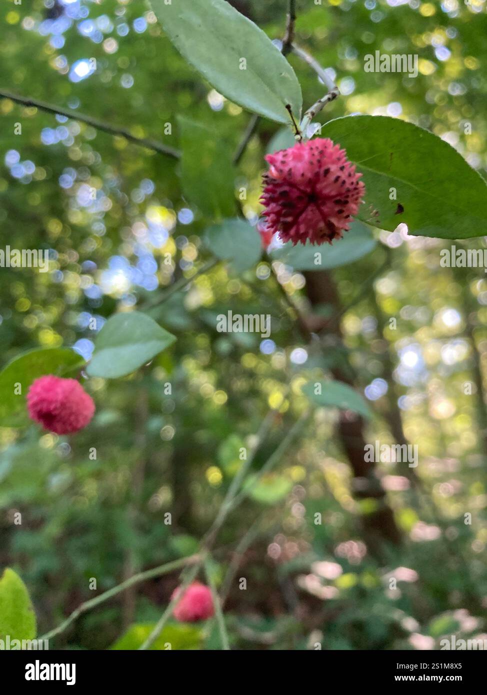 strawberry bush (Euonymus americanus Stock Photo - Alamy