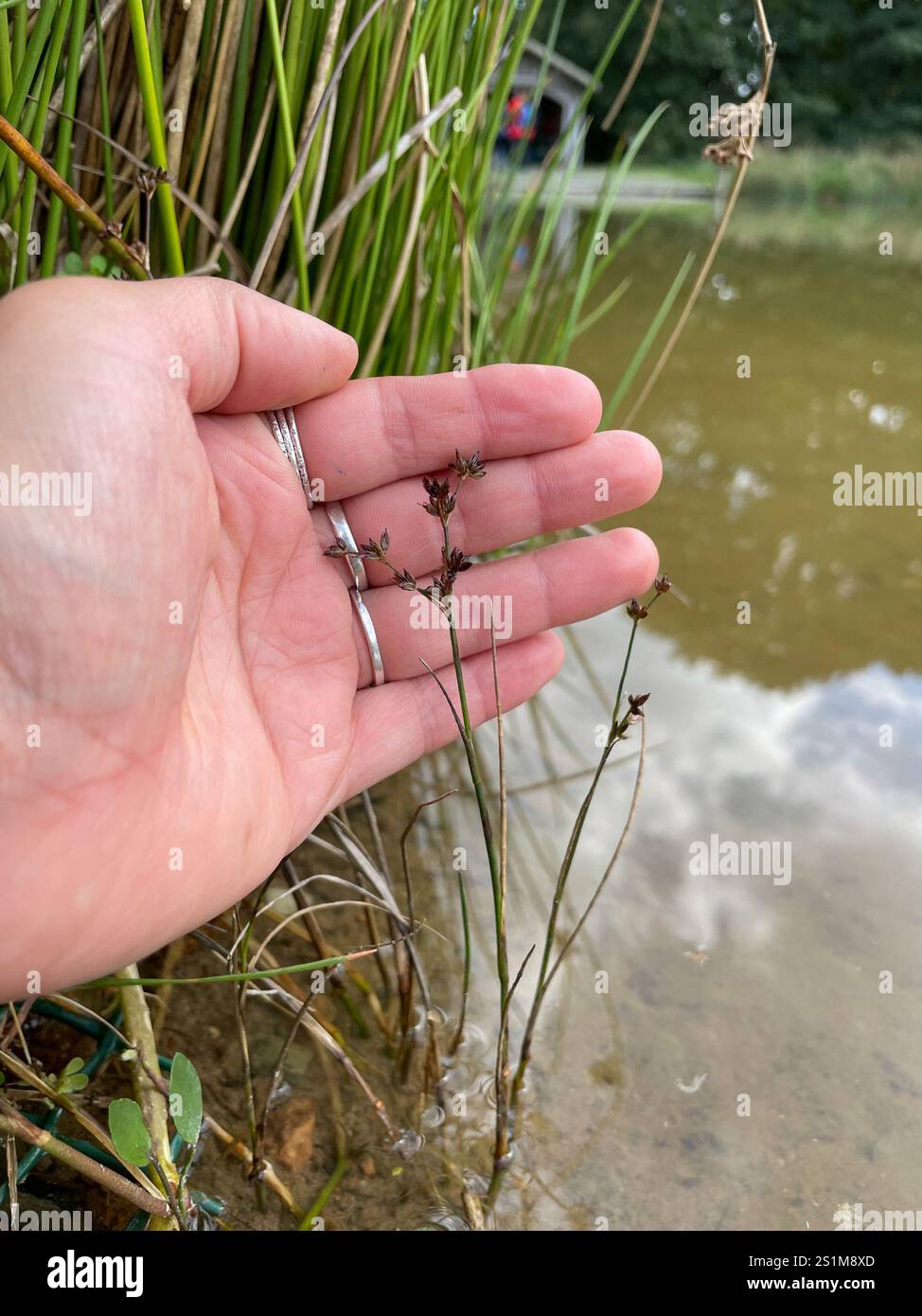 Jointed rush (Juncus articulatus Stock Photo - Alamy