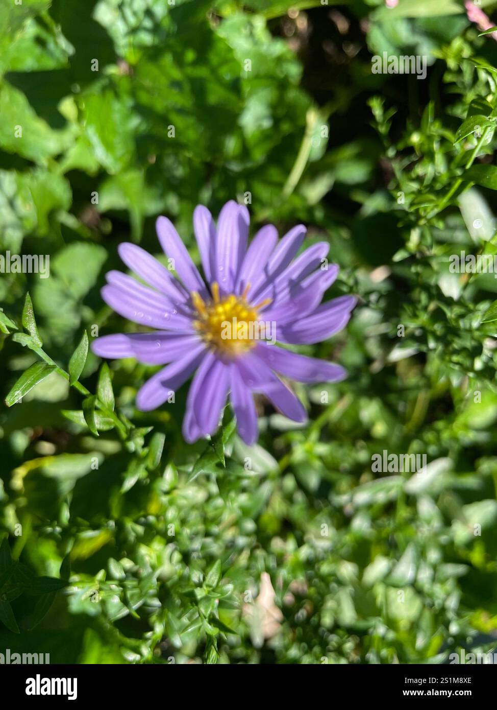 smooth blue aster (Symphyotrichum laeve Stock Photo - Alamy