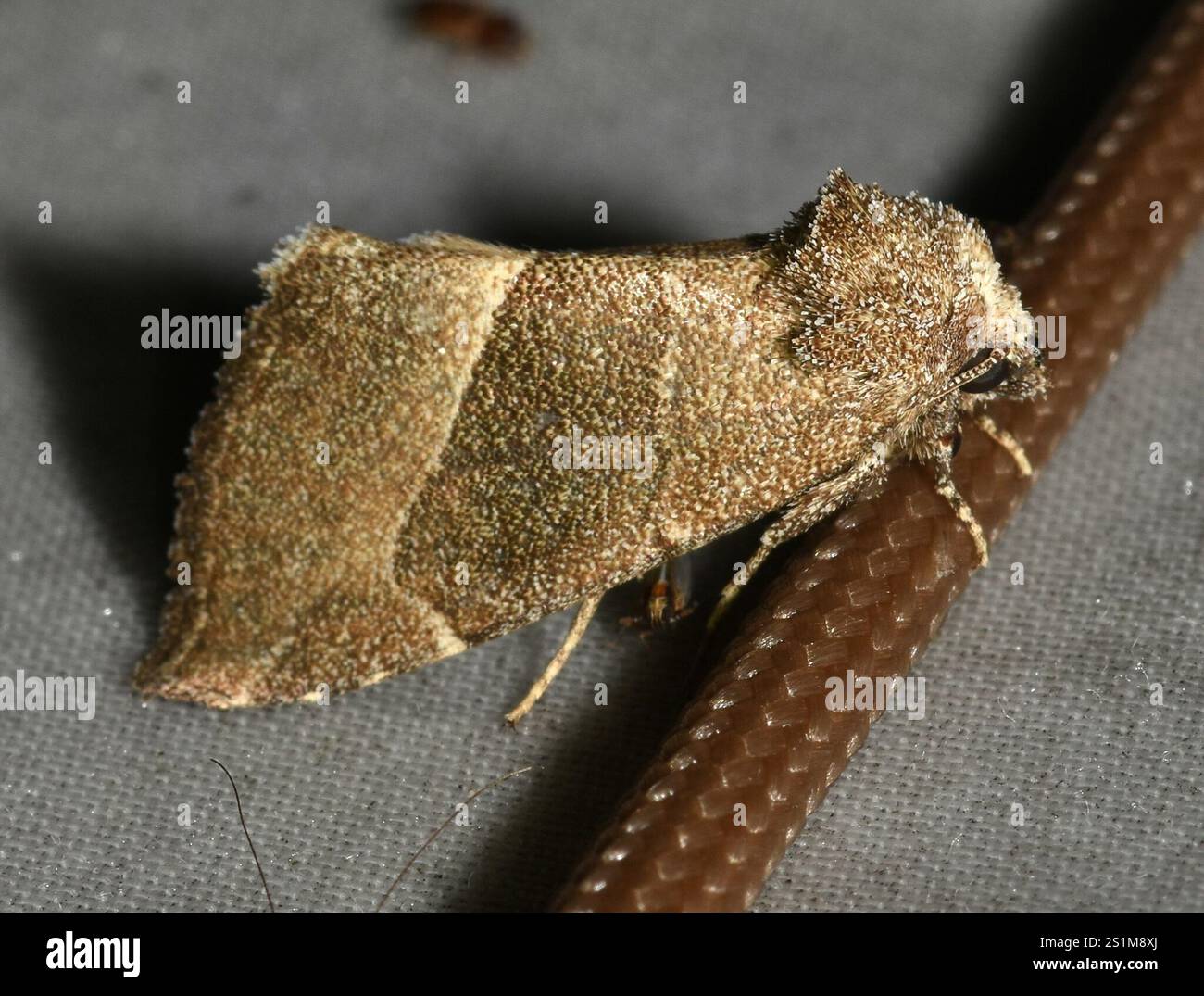 Frothy Moth (Plagiomimicus spumosum Stock Photo - Alamy