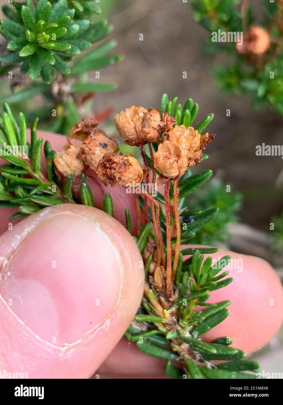 pink mountainheath (Phyllodoce empetriformis Stock Photo - Alamy