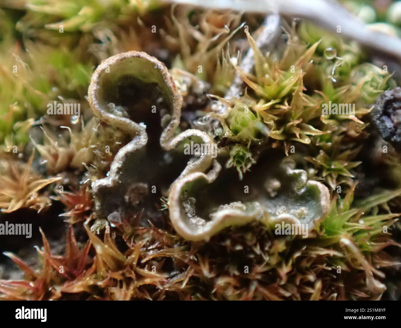 alternating dog lichen (Peltigera didactyla Stock Photo - Alamy