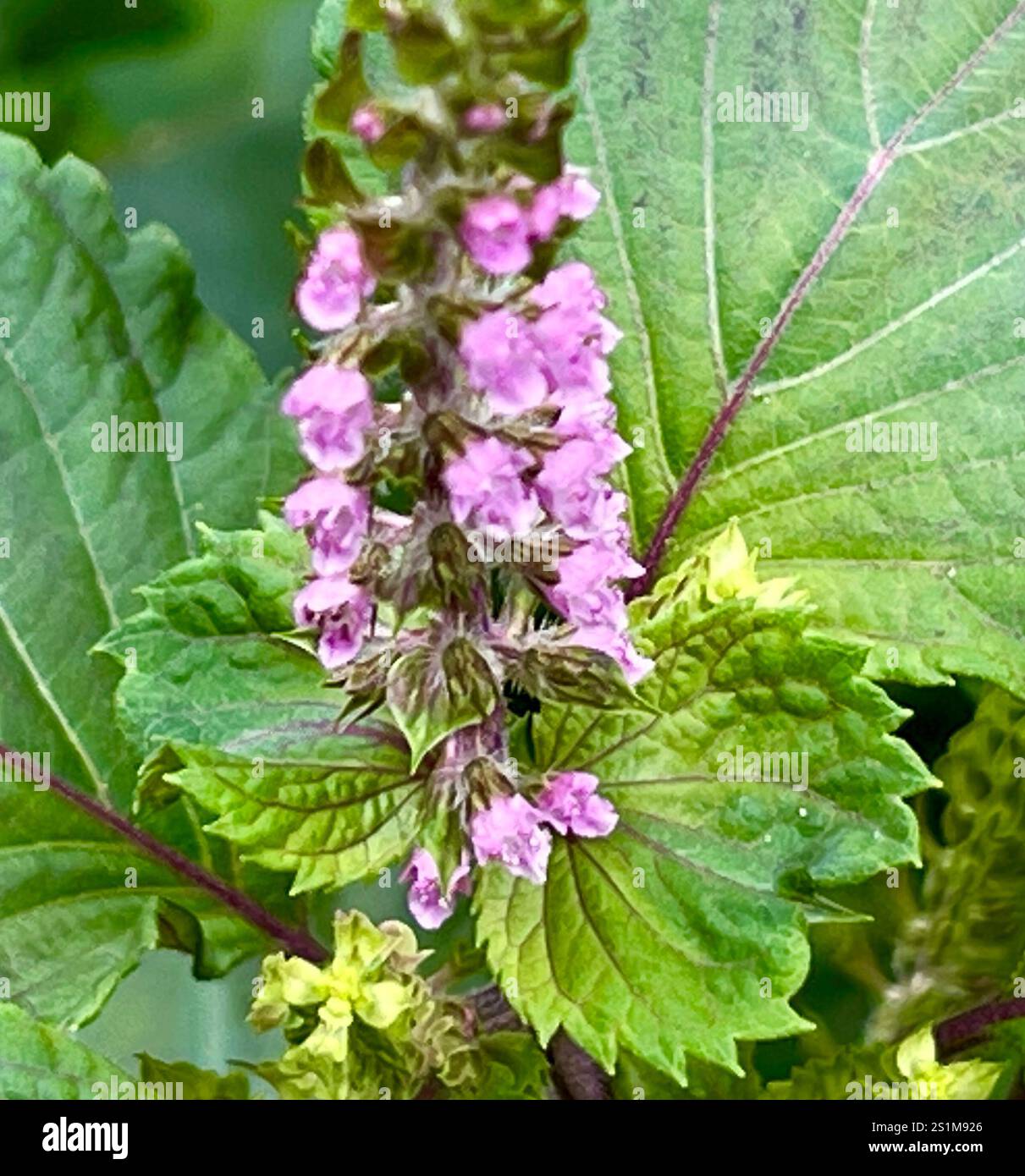 beefsteak plant (Perilla frutescens Stock Photo - Alamy