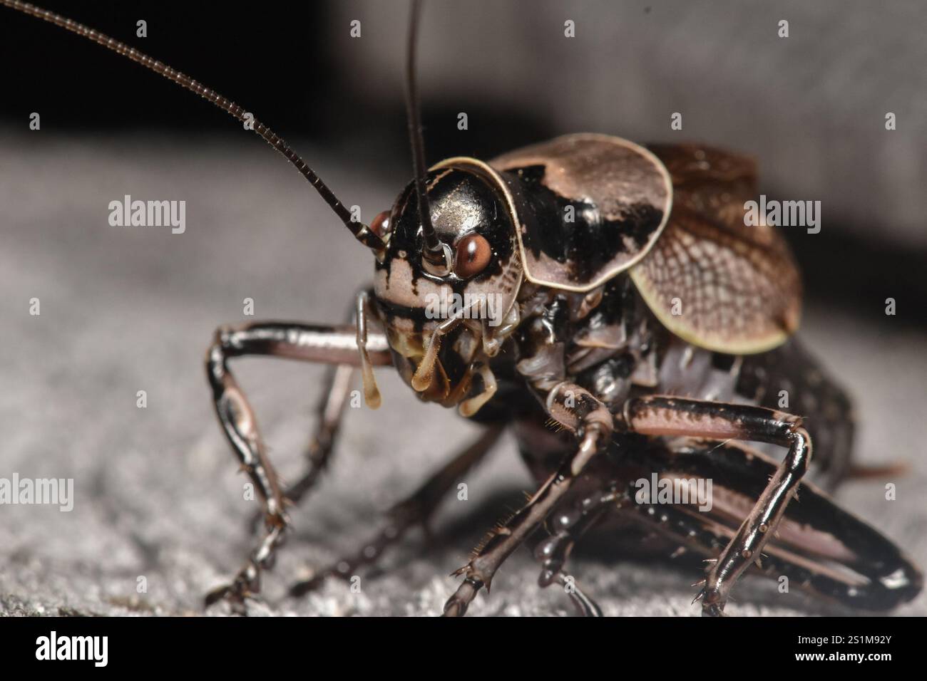 Great Grig (Cyphoderris monstrosa Stock Photo - Alamy