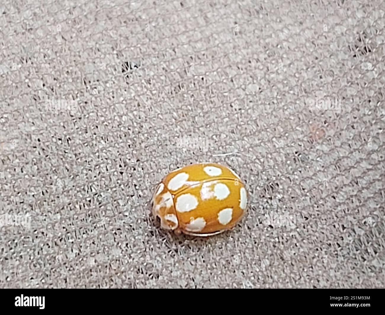 Little Arboreal Lady Beetle (Calvia decemguttata Stock Photo - Alamy