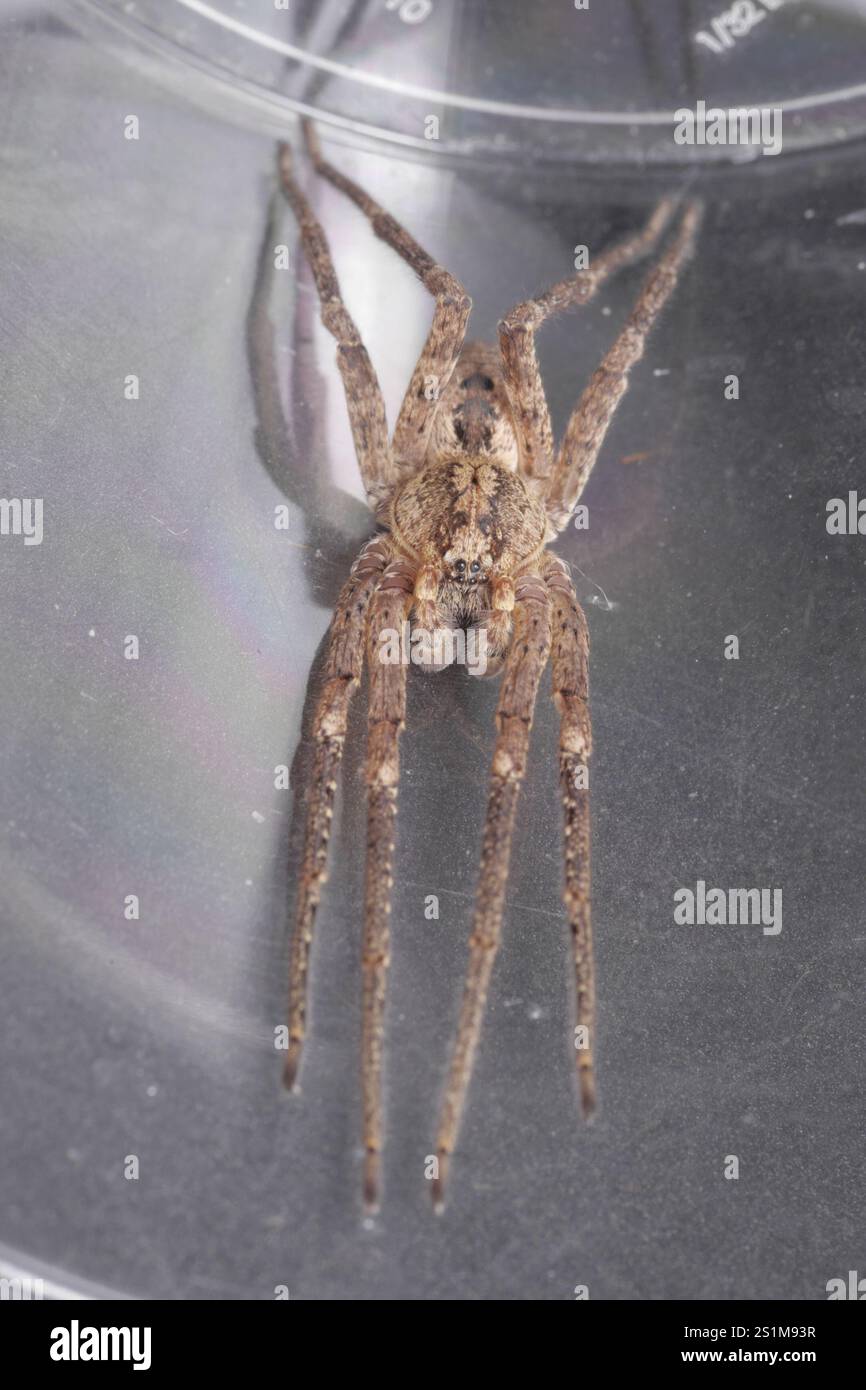 Mediterranean Spiny False Wolf Spider (Zoropsis spinimana Stock Photo ...
