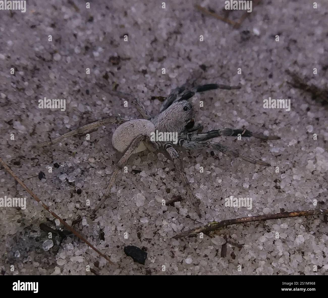 Burrowing Wolf Spiders (Geolycosa Stock Photo - Alamy