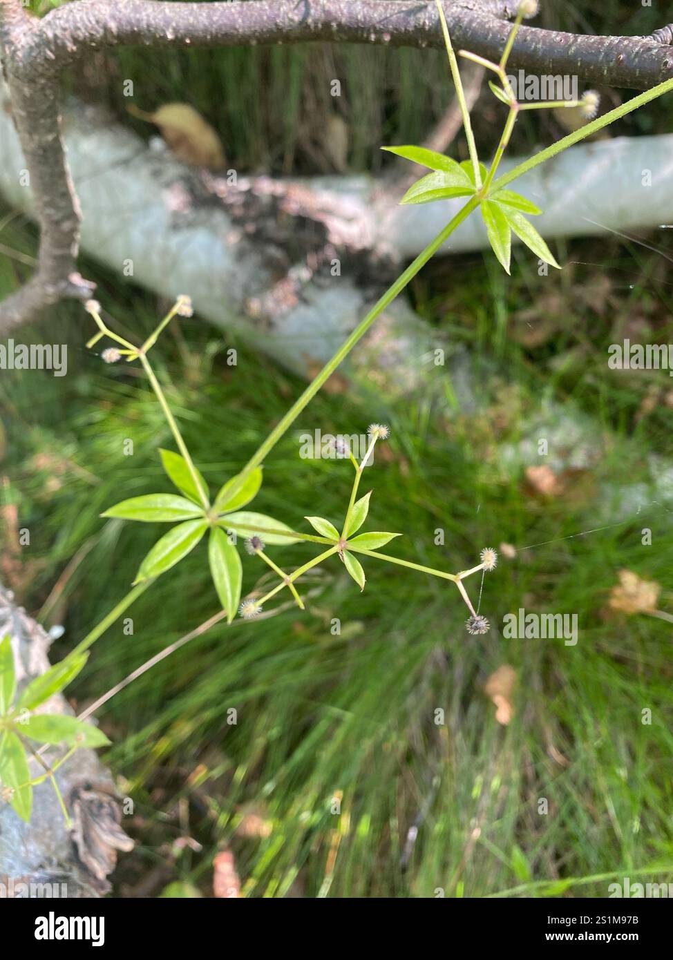 fragrant bedstraw (Galium triflorum Stock Photo - Alamy