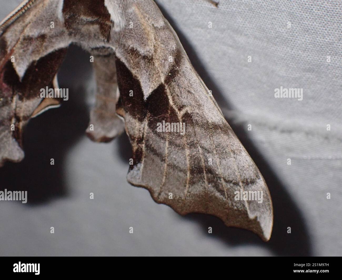 Western Eyed Sphinx (Smerinthus ophthalmica Stock Photo - Alamy