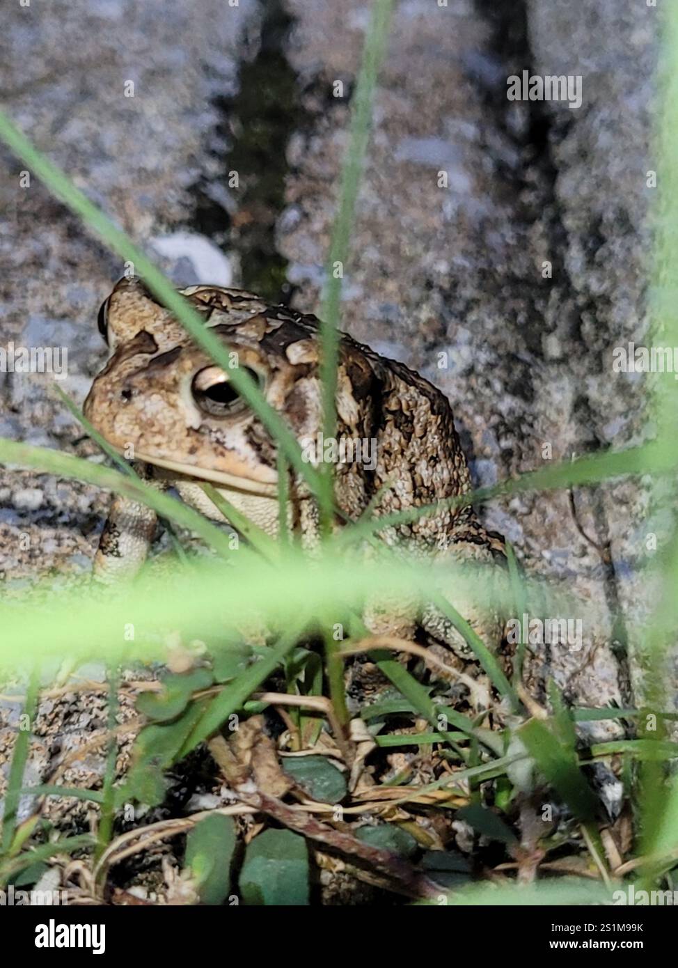 Southern Toad (Anaxyrus terrestris Stock Photo - Alamy