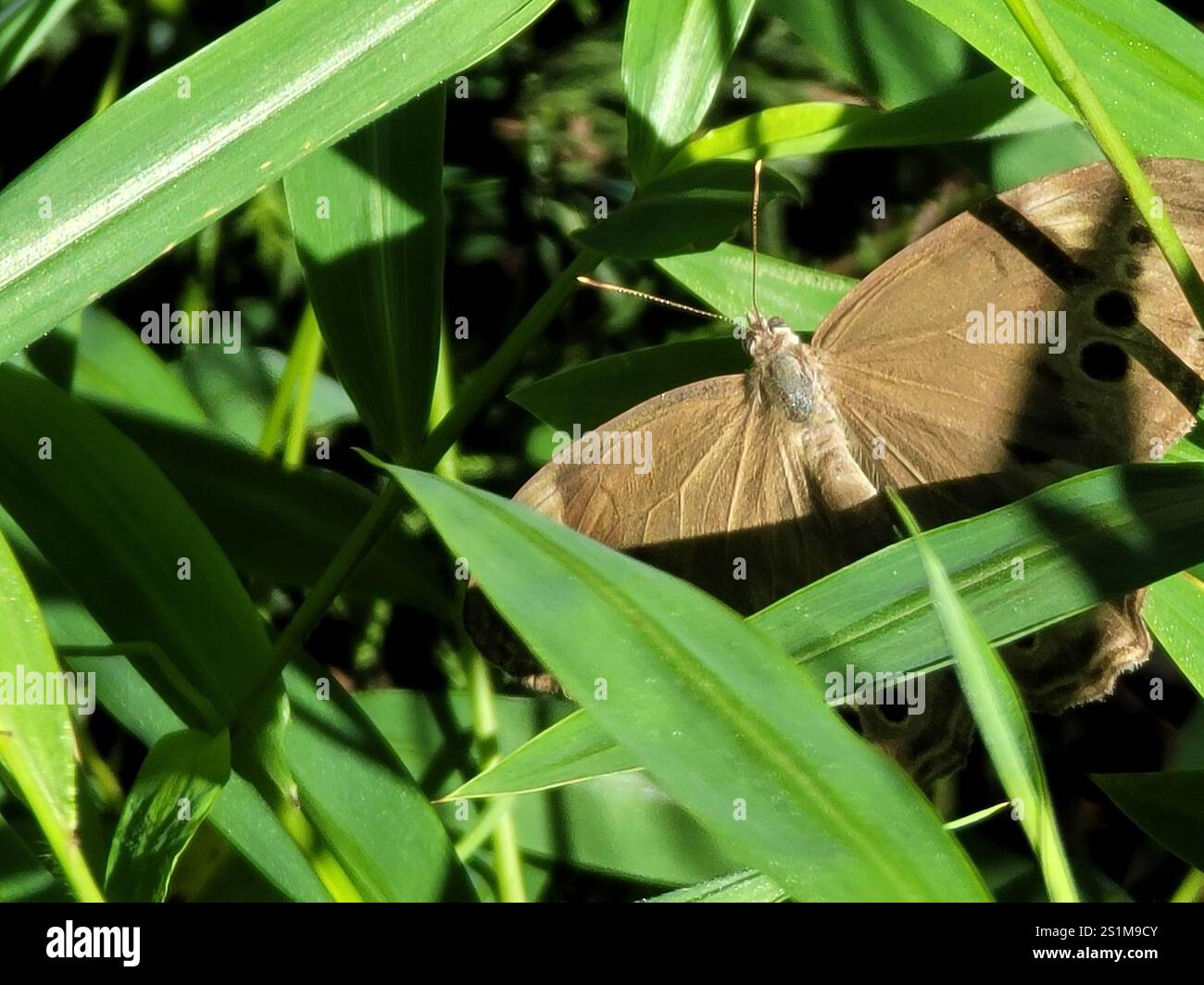 Northern Pearly-eye (Lethe anthedon Stock Photo - Alamy