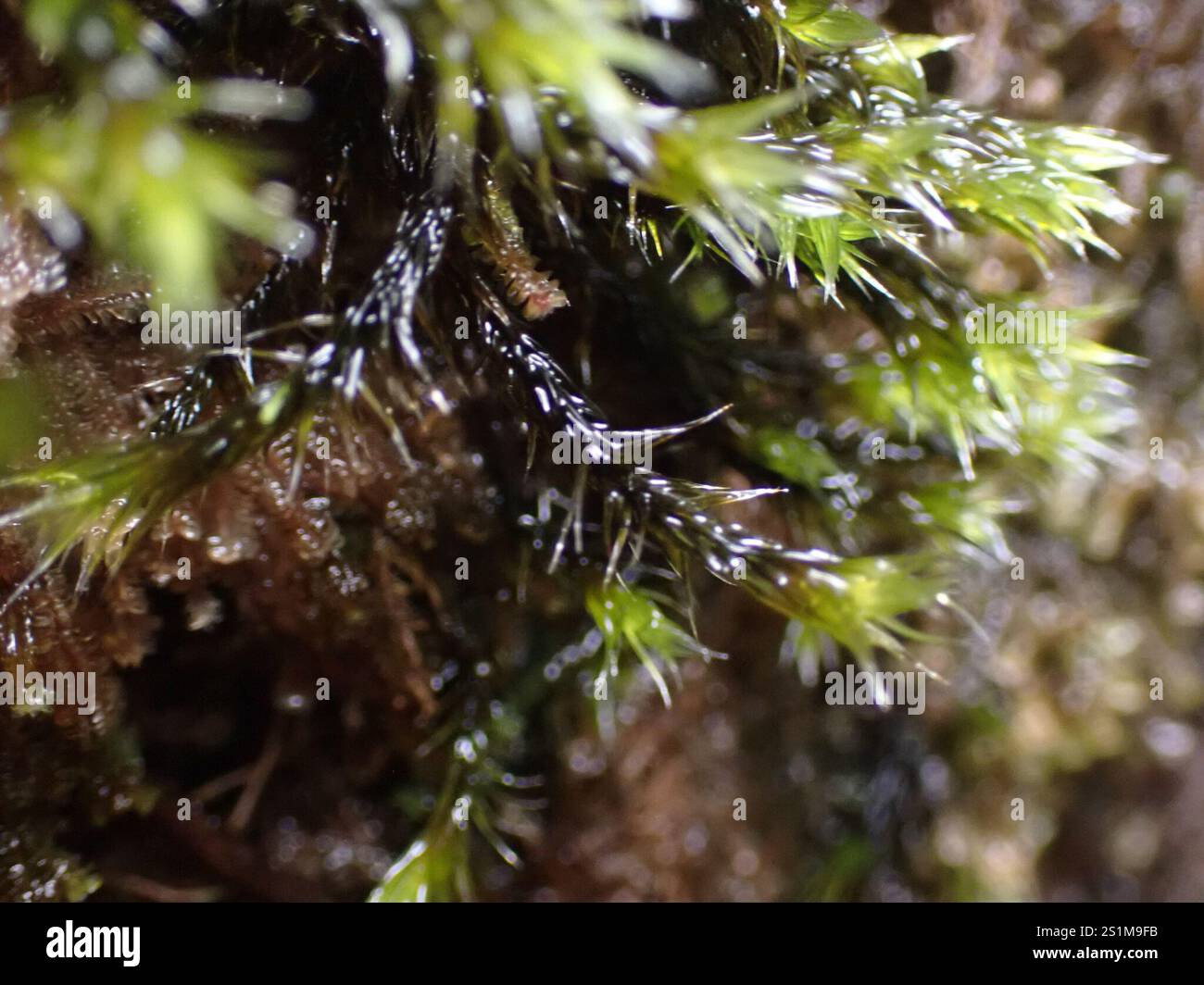 Yellow Fringe-moss (Racomitrium aciculare Stock Photo - Alamy
