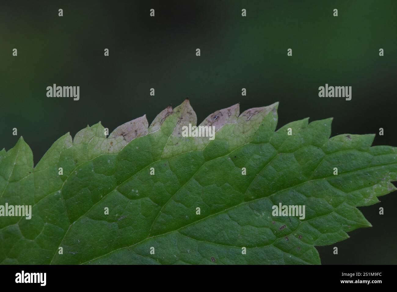 orange wheat rust (Puccinia recondita Stock Photo - Alamy