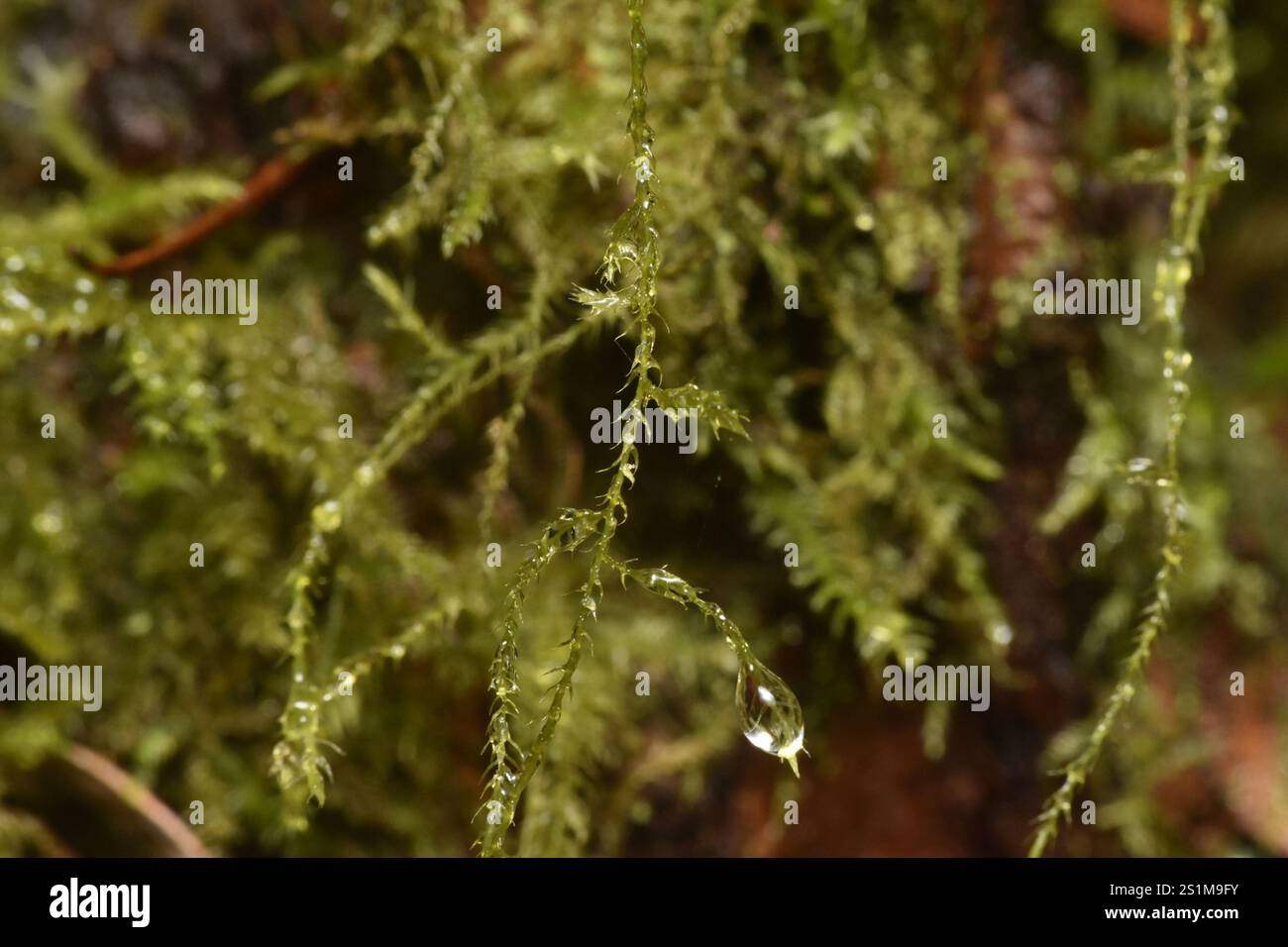 Cat's Tail Moss (Pseudisothecium stoloniferum Stock Photo - Alamy