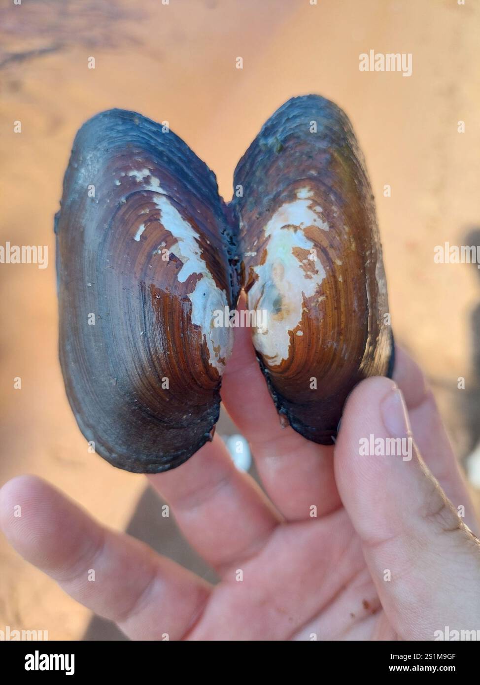 Giant Floater (Pyganodon grandis Stock Photo - Alamy