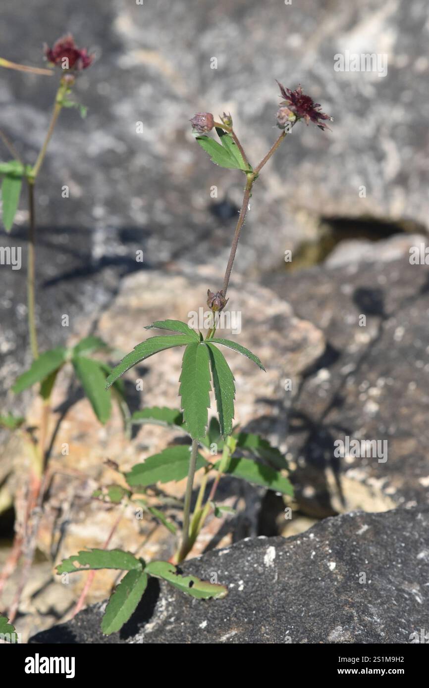 marsh cinquefoil (Comarum palustre Stock Photo - Alamy