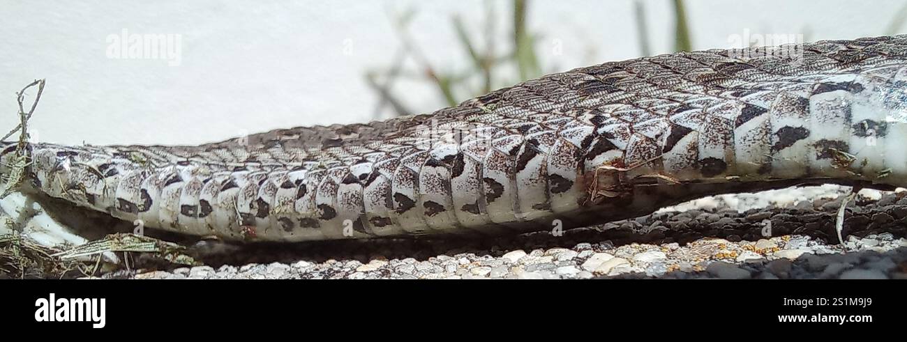 Egg-eating Snake (Dasypeltis scabra Stock Photo - Alamy