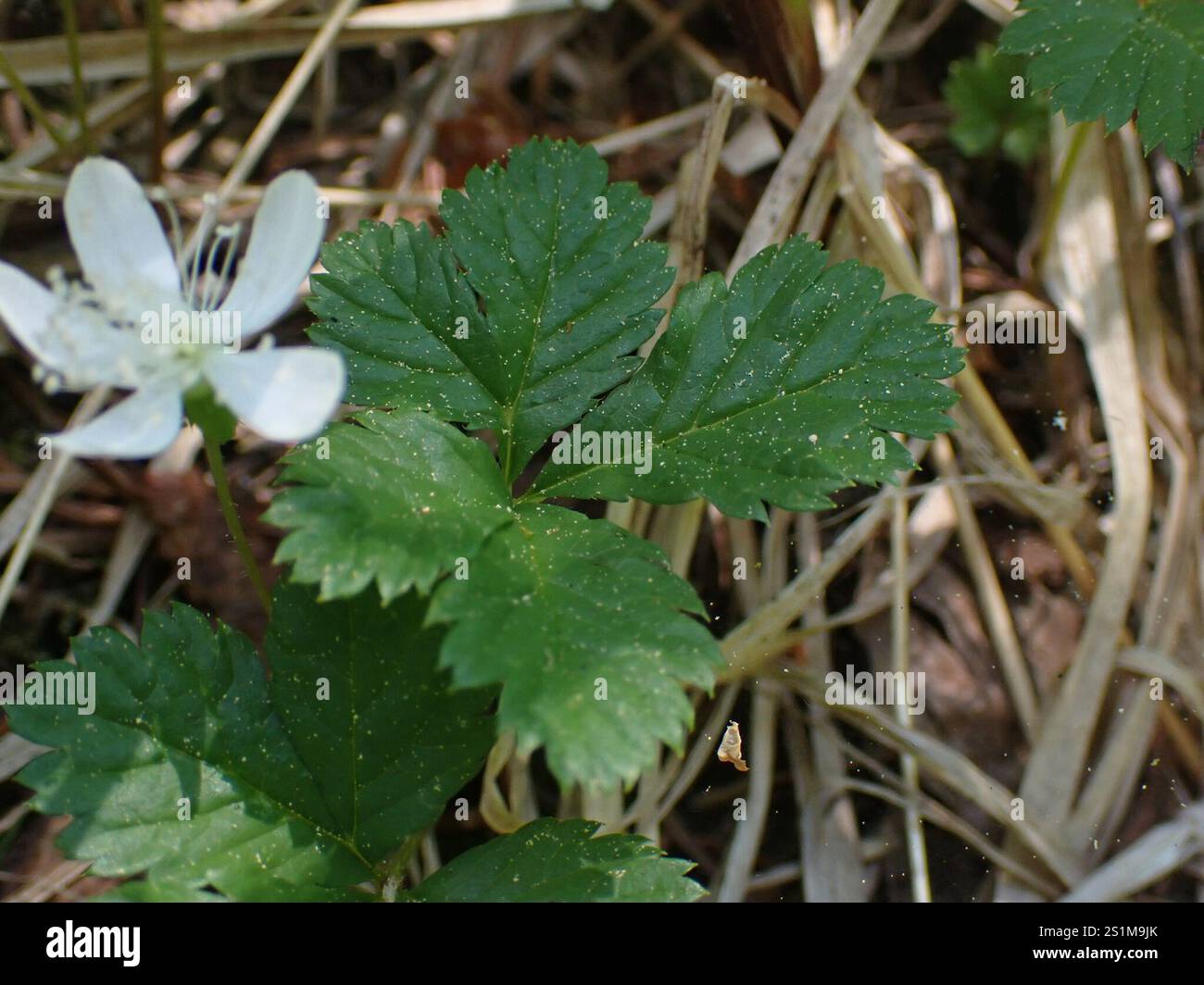 Five-leaf Dwarf Bramble (Rubus pedatus Stock Photo - Alamy