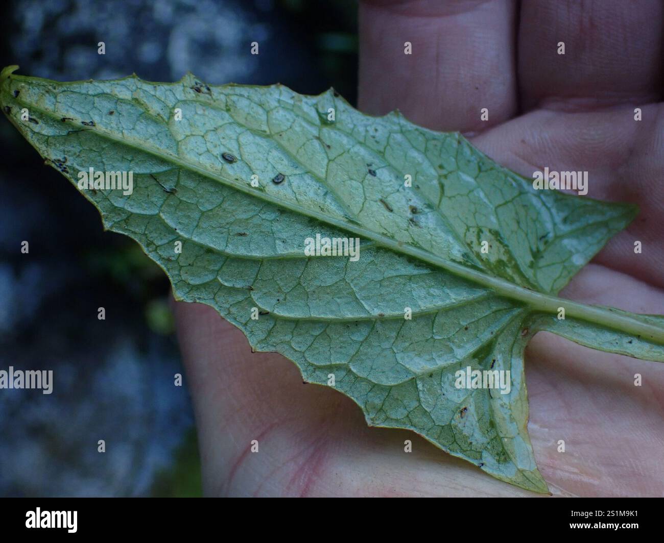 western rattlesnake root (Nabalus alatus Stock Photo - Alamy