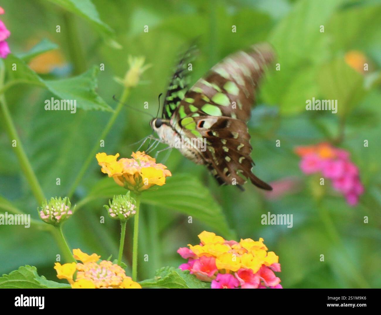 Tailed Jay (Graphium agamemnon Stock Photo - Alamy