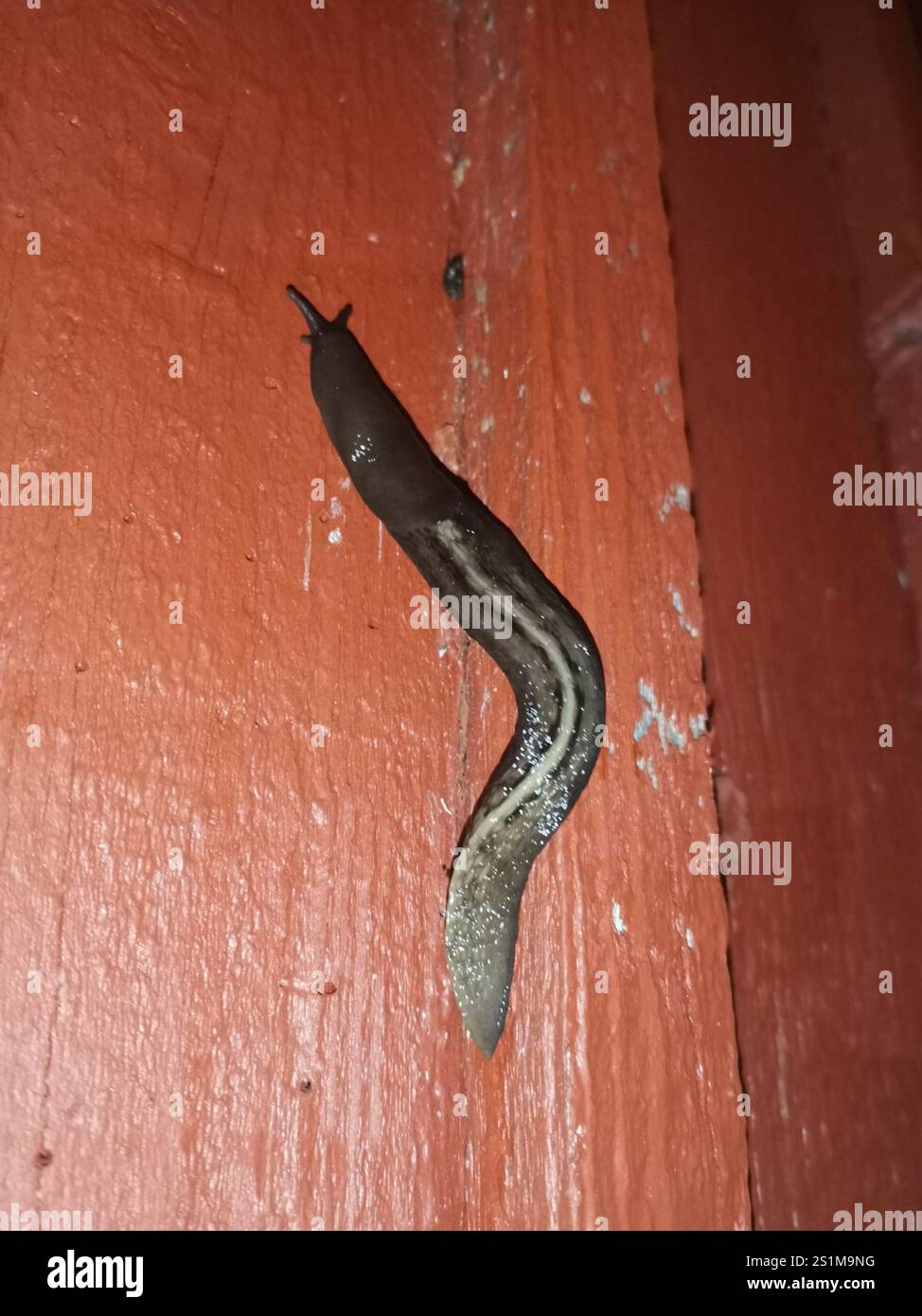 Ash-black Slug (Limax cinereoniger Stock Photo - Alamy