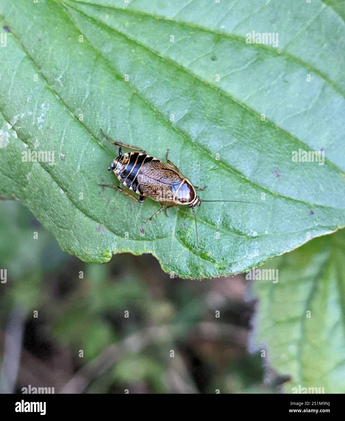 Forest Cockroach (Ectobius sylvestris Stock Photo - Alamy