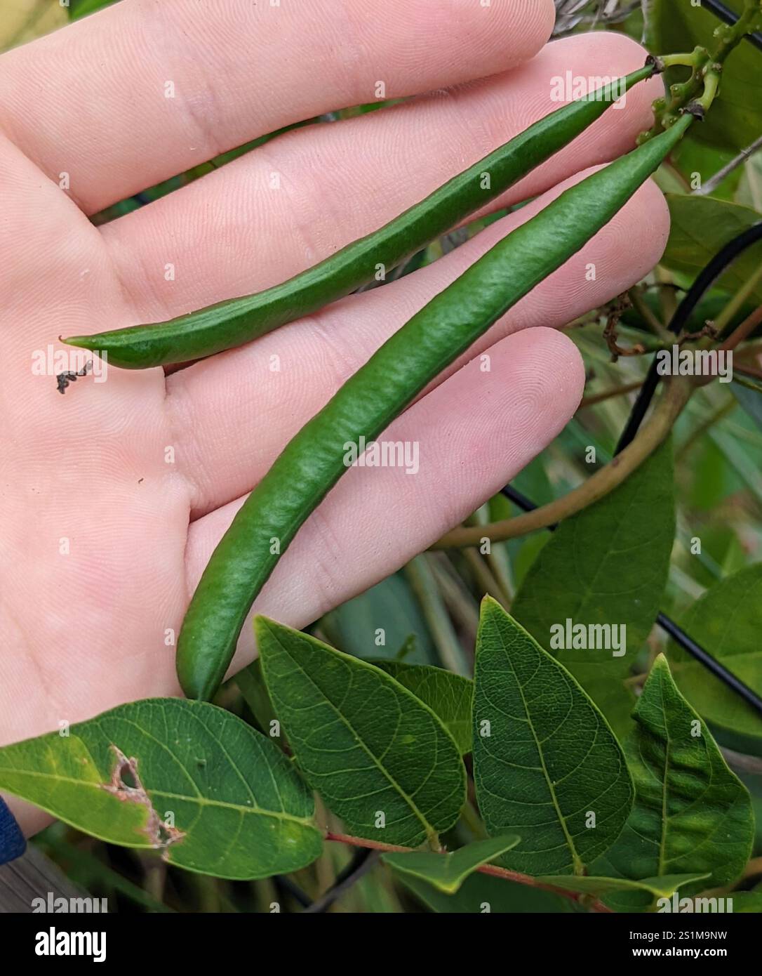 American groundnut (Apios americana Stock Photo - Alamy