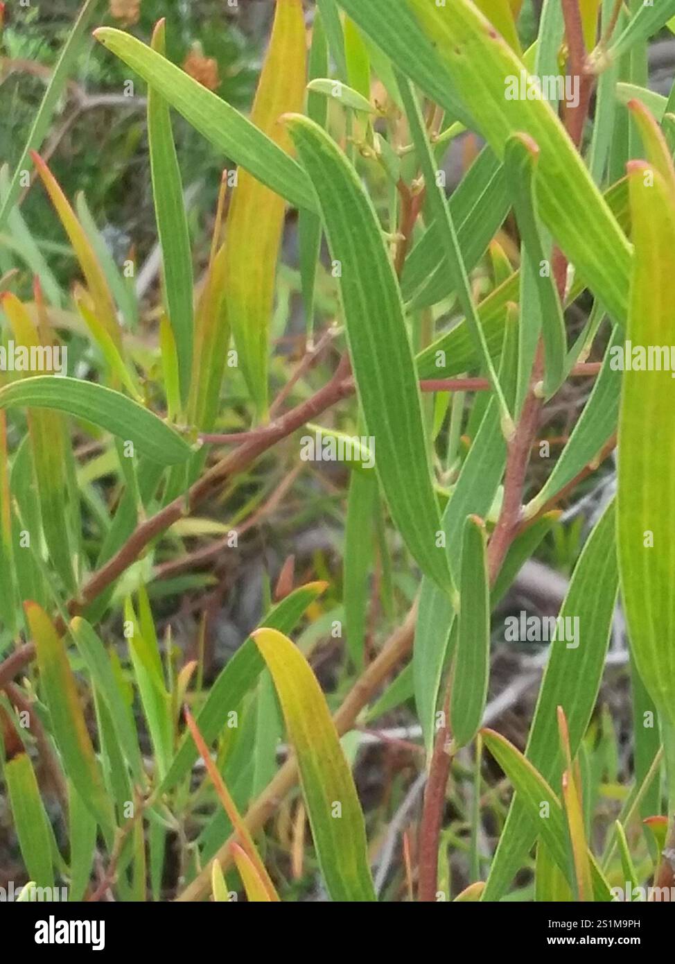 western coastal wattle (Acacia cyclops Stock Photo - Alamy