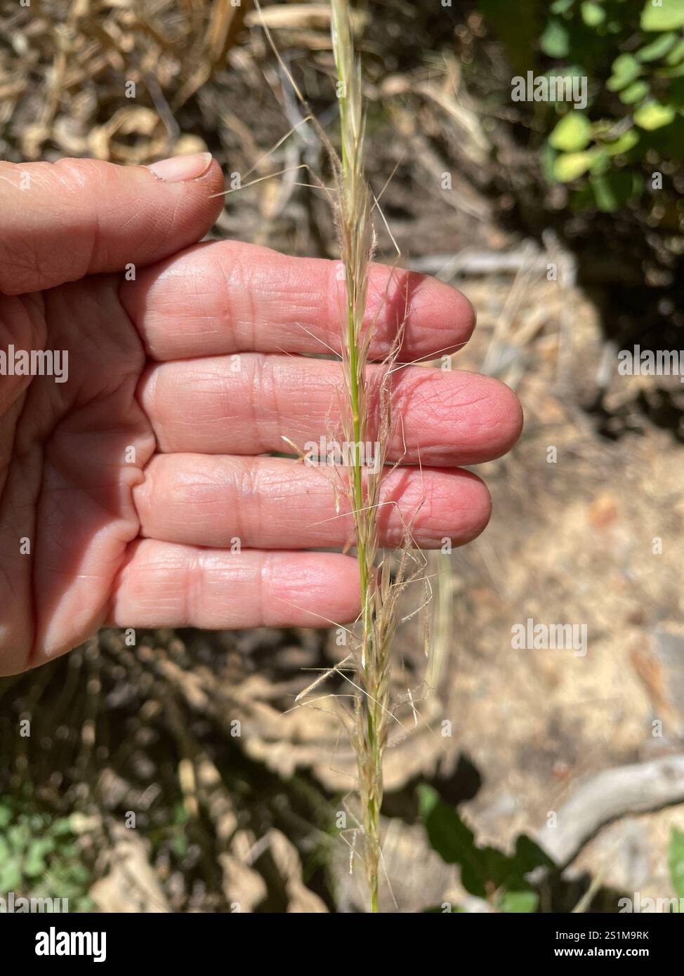 Desert Needlegrass (Pappostipa speciosa Stock Photo - Alamy