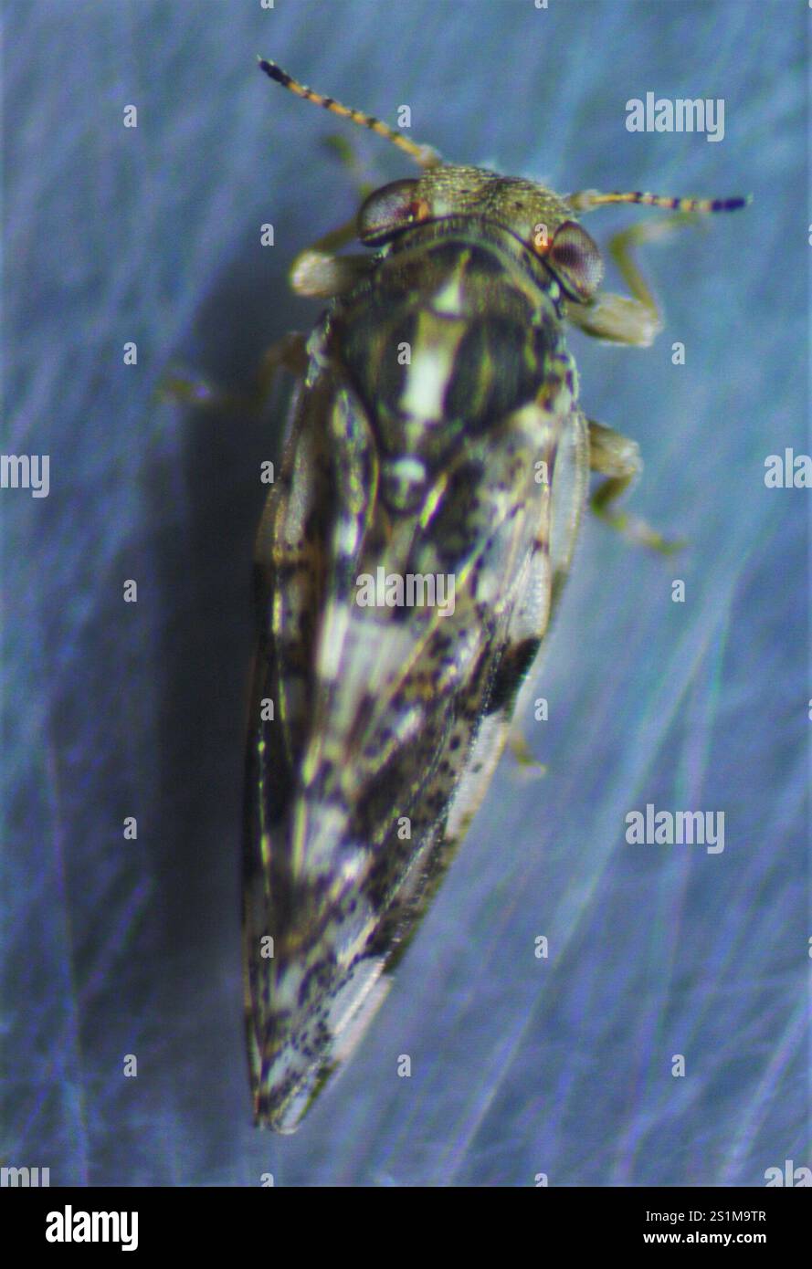 Hackberry Blister Gall Psyllid (Pachypsylla celtidisvesicula Stock ...