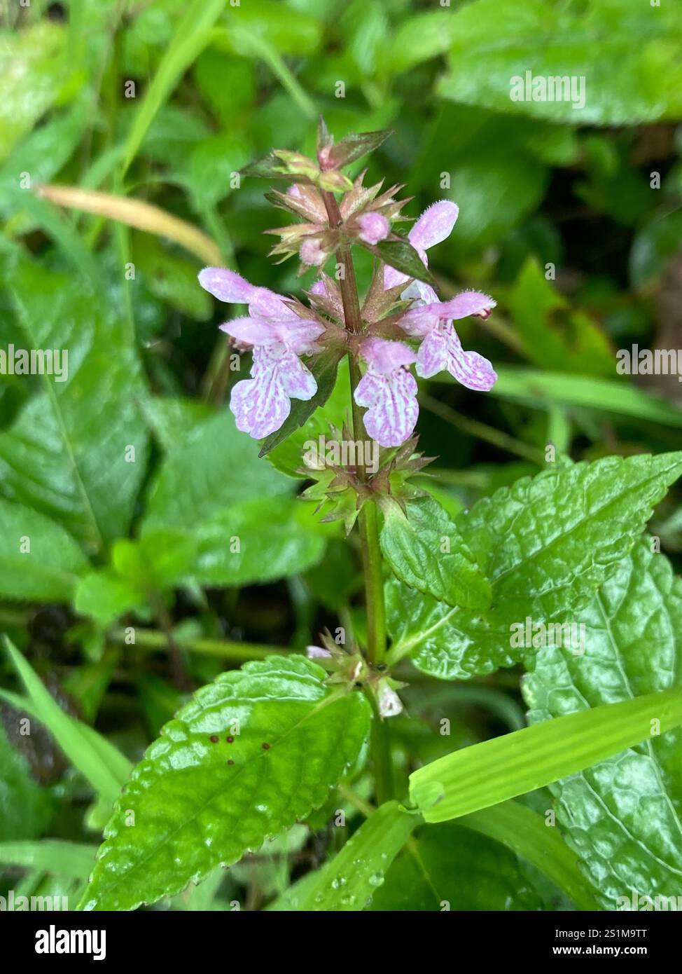 smooth hedgenettle (Stachys tenuifolia Stock Photo - Alamy