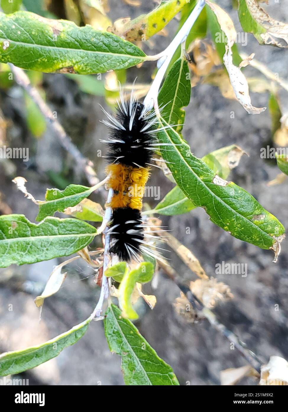 Spotted Tussock Moth (Lophocampa maculata Stock Photo - Alamy
