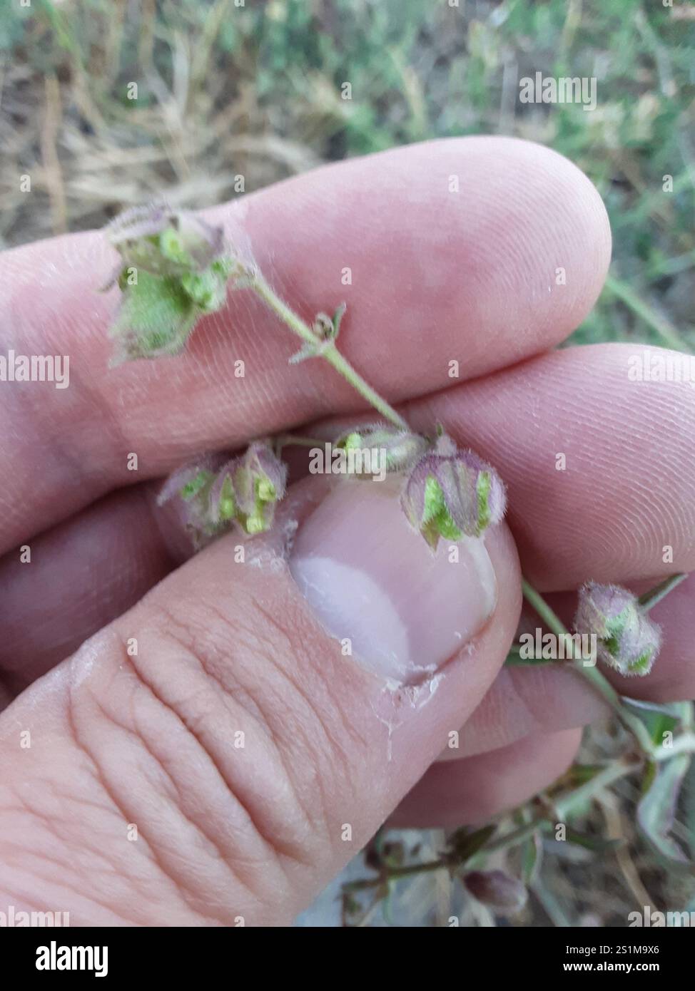 Narrowleaf Four o'Clock (Mirabilis linearis Stock Photo - Alamy