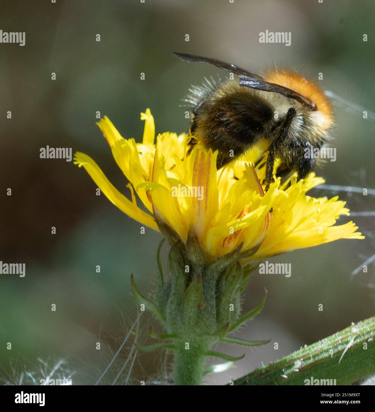 Common Carder Bumble Bee (Bombus pascuorum Stock Photo - Alamy
