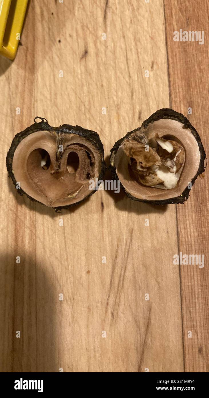 northern California black walnut (Juglans hindsii Stock Photo - Alamy