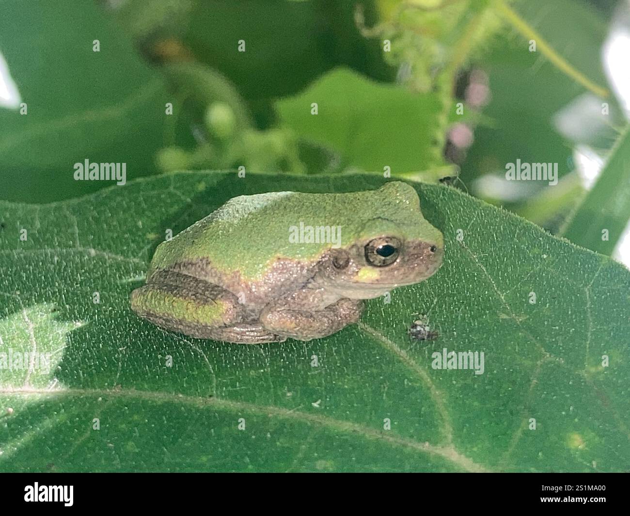 Bird-voiced Treefrog (Hyla avivoca Stock Photo - Alamy