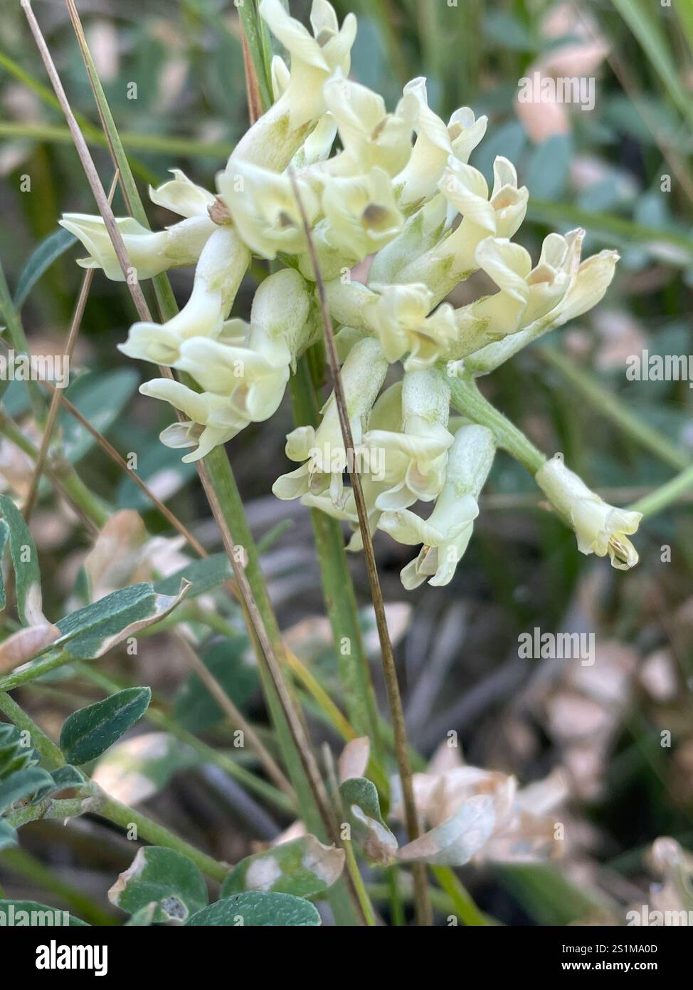 Canadian milkvetch (Astragalus canadensis Stock Photo - Alamy