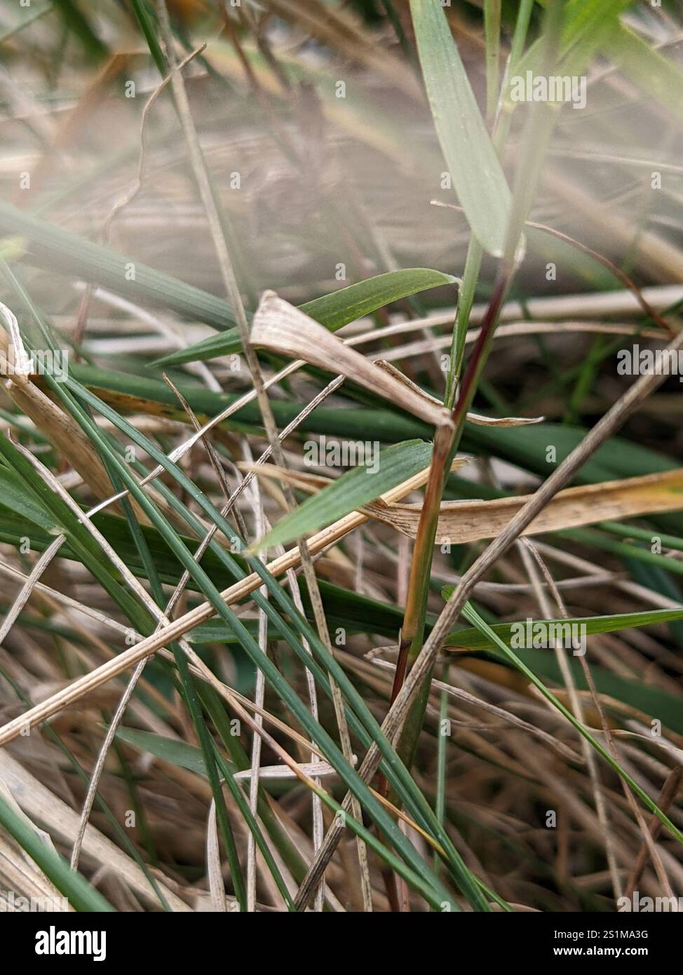 nimblewill (Muhlenbergia schreberi Stock Photo - Alamy