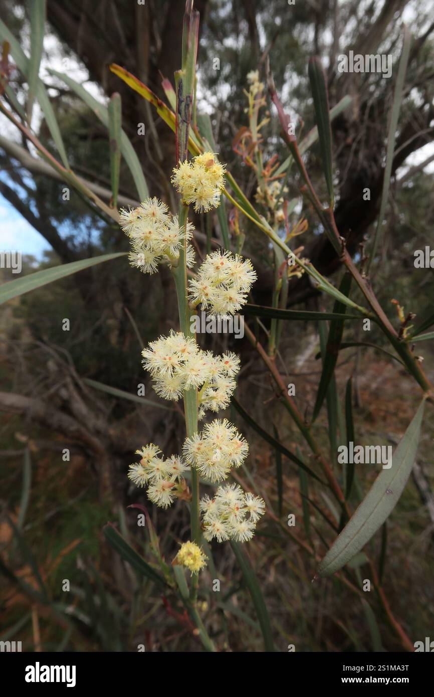 Sweet Wattle (Acacia suaveolens Stock Photo - Alamy