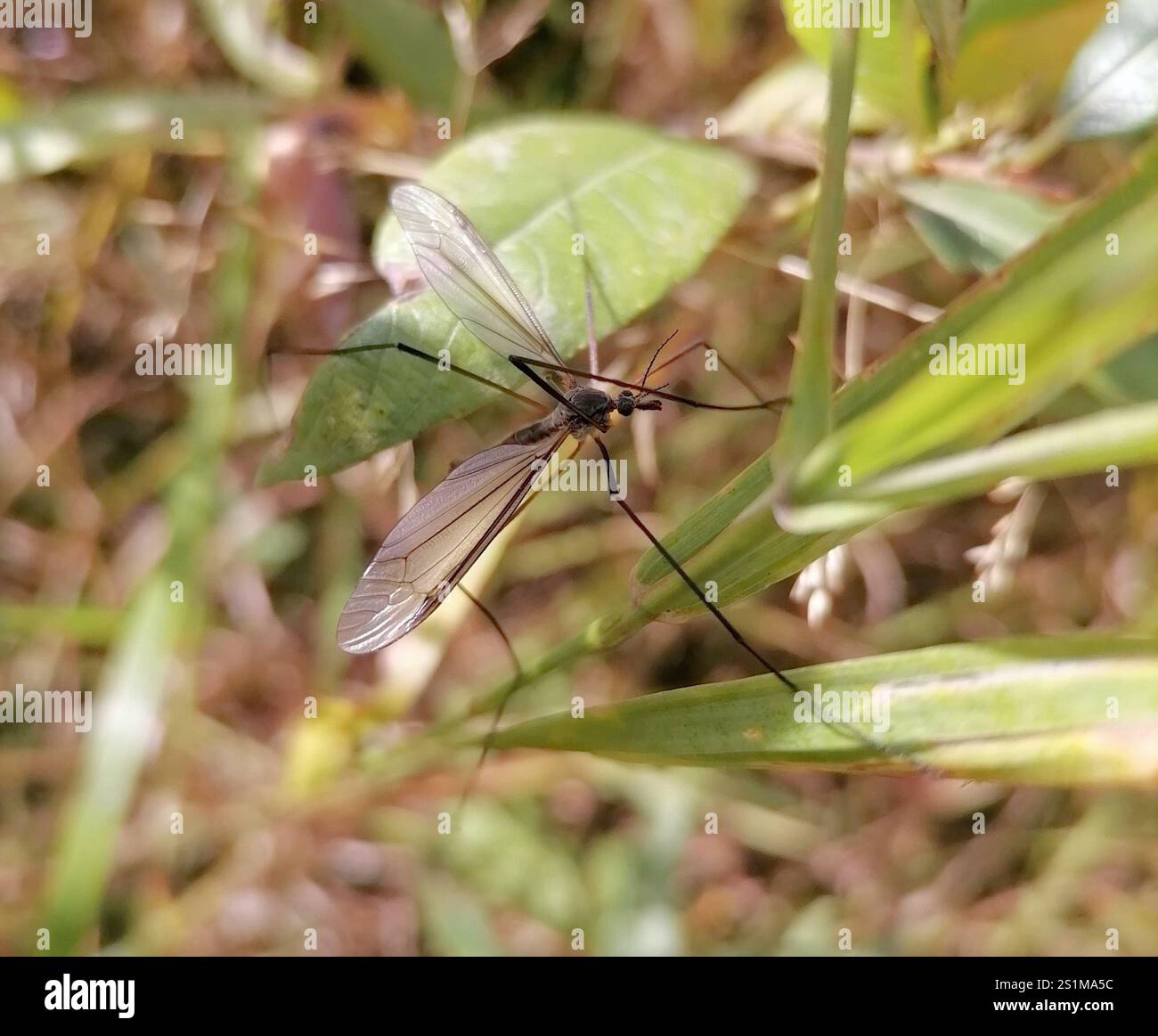 Typical Crane Flies (Tipuloidea Stock Photo - Alamy