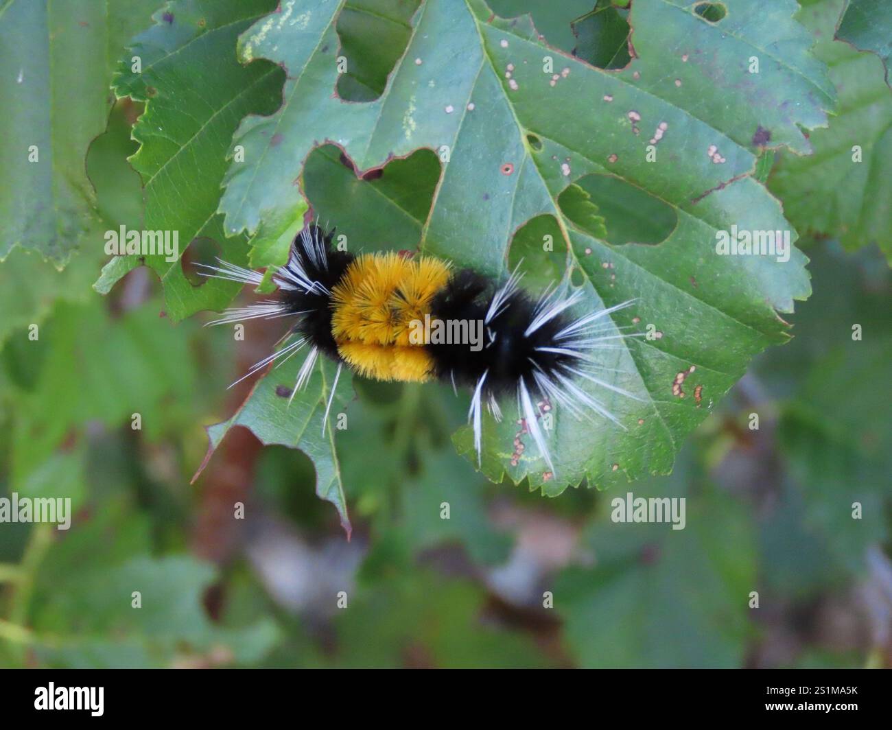 Spotted Tussock Moth (Lophocampa maculata Stock Photo - Alamy