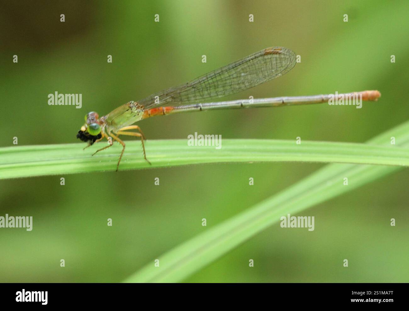 Orange-tailed Marsh Dart (Ceriagrion cerinorubellum Stock Photo - Alamy
