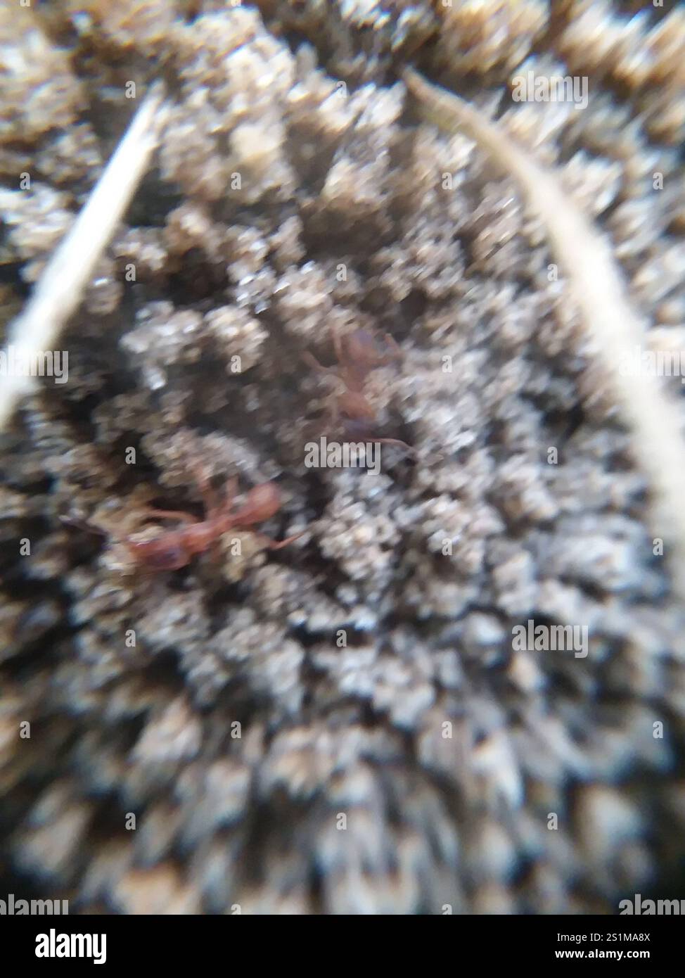 Northern Fungus-farming Ant (Trachymyrmex septentrionalis Stock Photo ...