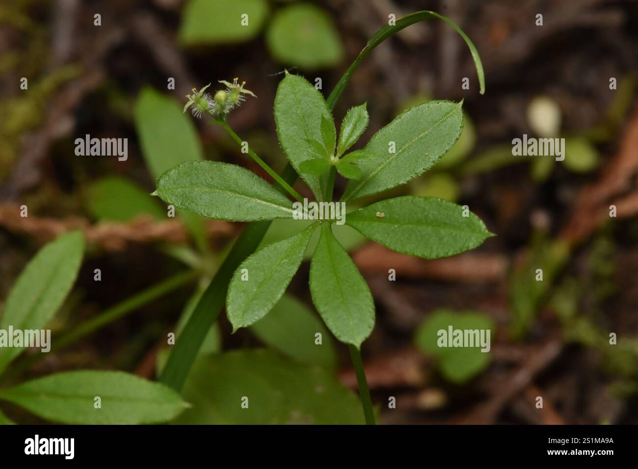 fragrant bedstraw (Galium triflorum Stock Photo - Alamy