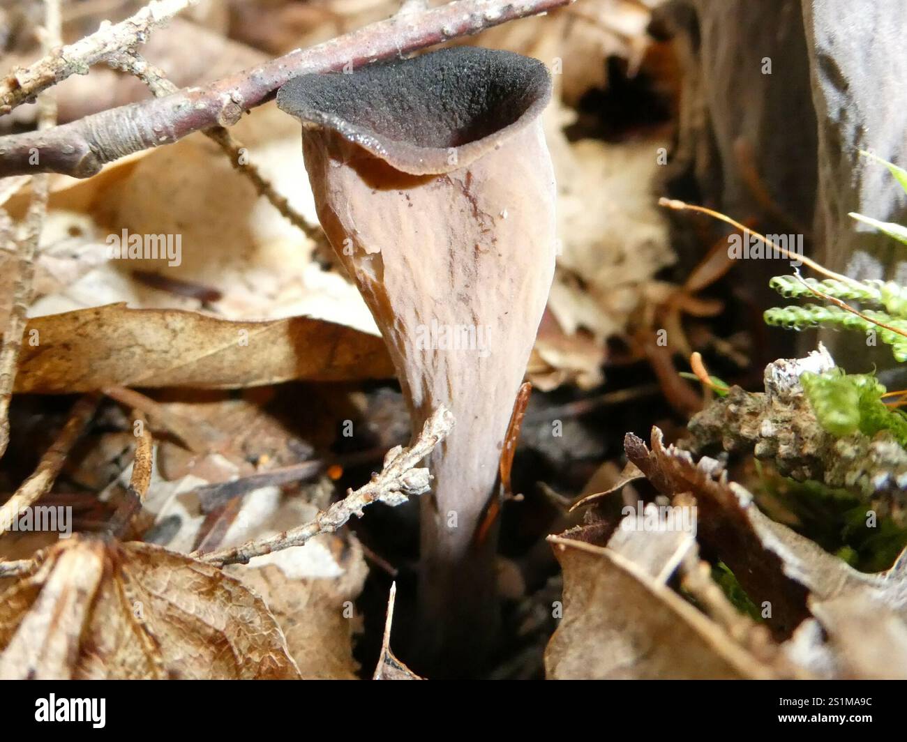 Eastern Black Trumpet (Craterellus fallax Stock Photo - Alamy