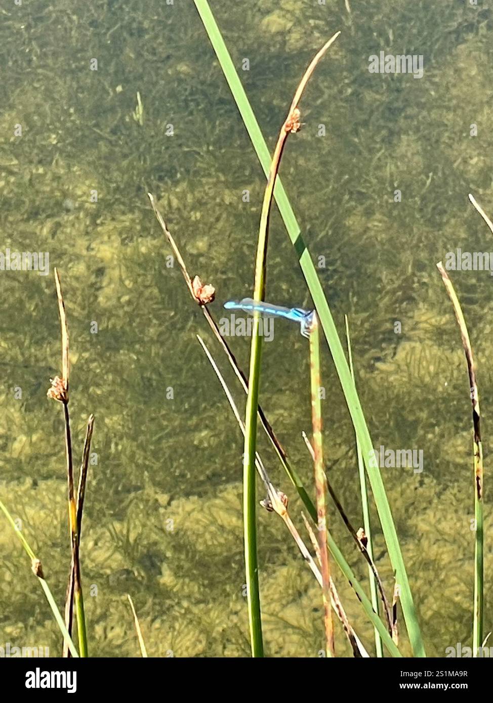 Narrow-winged Damselflies (Coenagrionidae Stock Photo - Alamy