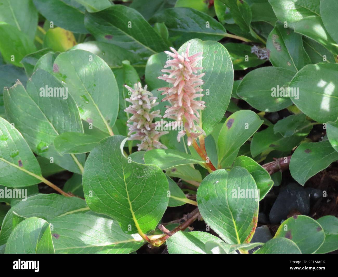 arctic willow (Salix arctica Stock Photo - Alamy