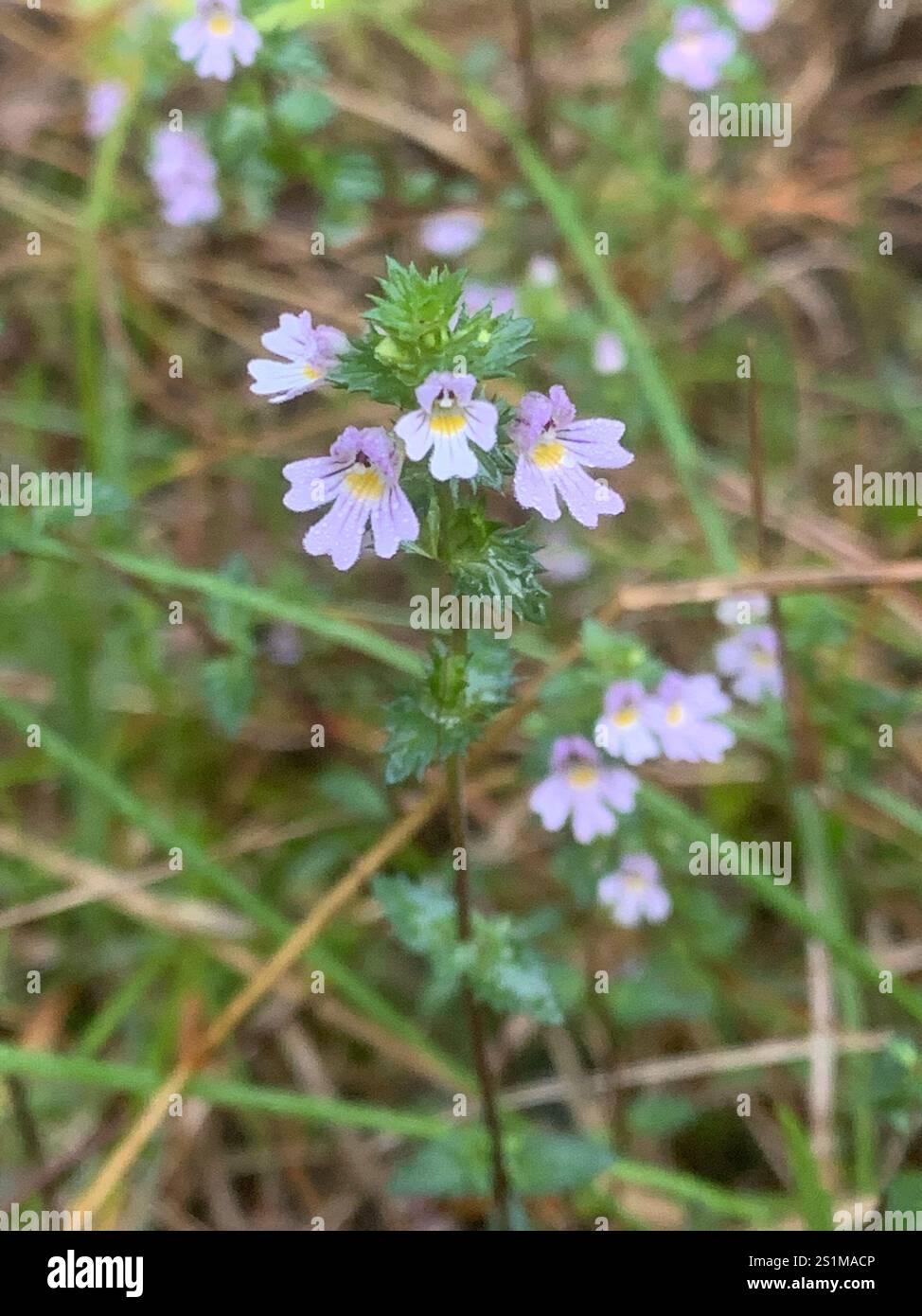 Common Eyebright (Euphrasia nemorosa Stock Photo - Alamy
